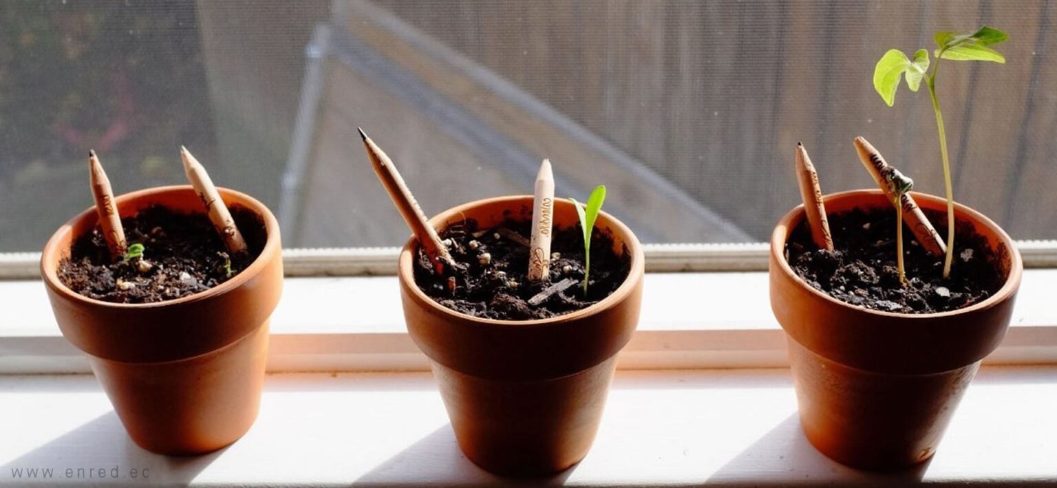 Sprout, el lápiz ecológico que se convierte en planta ENRED