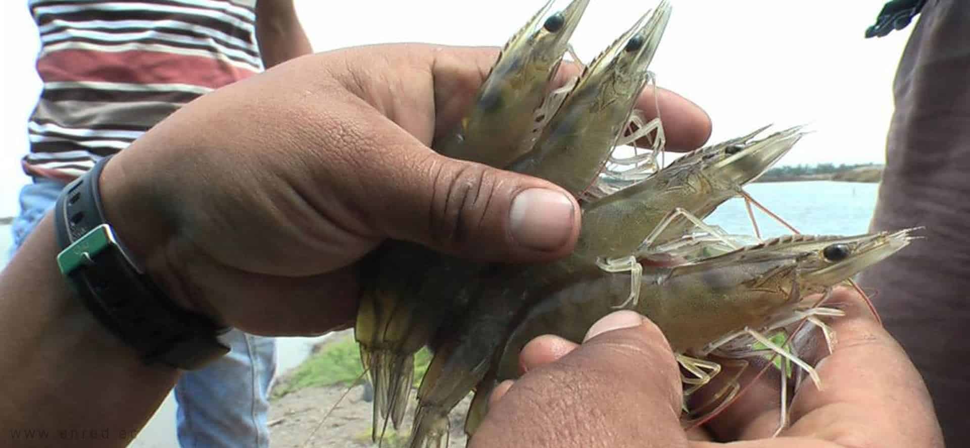 Camarón ecuatoriano ingresa al mercado australiano ENRED